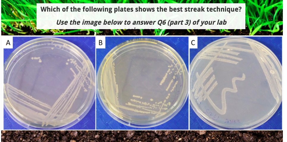 Solved 6. Which of the three example streak plates provided | Chegg.com