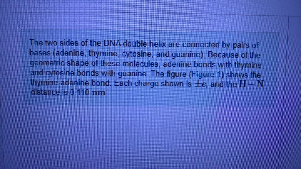 Solved The two sides of the DNA double helix are connected | Chegg.com