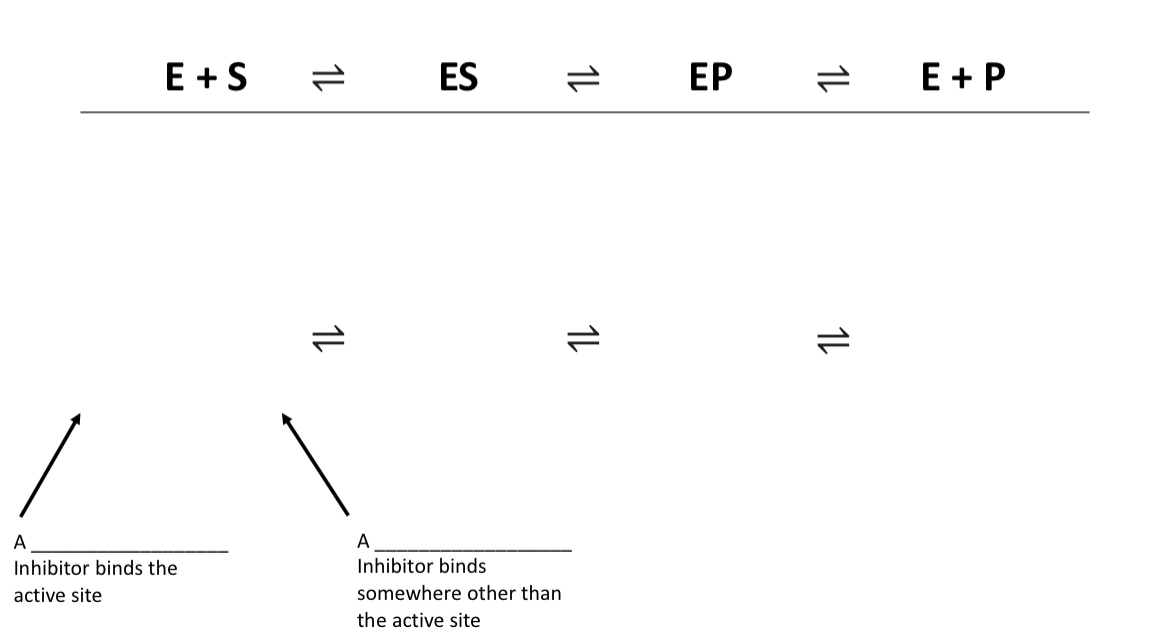 Solved Step 1: Depict E + S - Draw an enzyme and one | Chegg.com