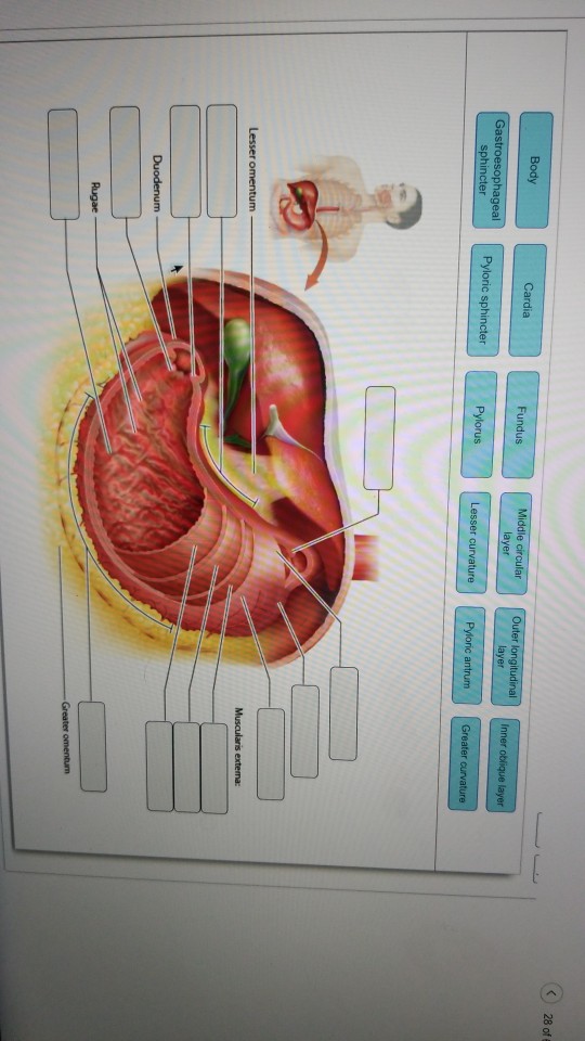 Solved 28 of Body Cardia Fundus layer Gast Lesser Rugae | Chegg.com