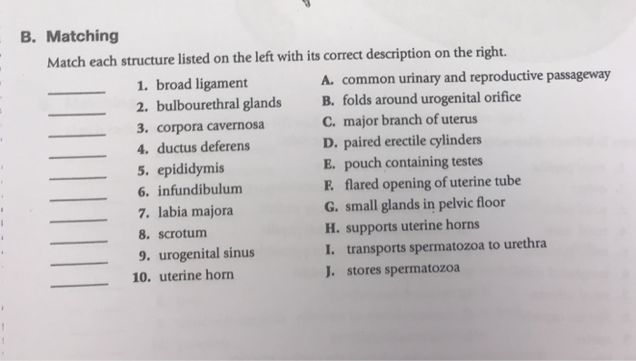 Solved B. Matching Match each structure listed on the left | Chegg.com