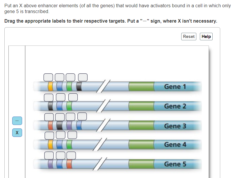 Solved Put an X above enhancer elements of all the genes) | Chegg.com