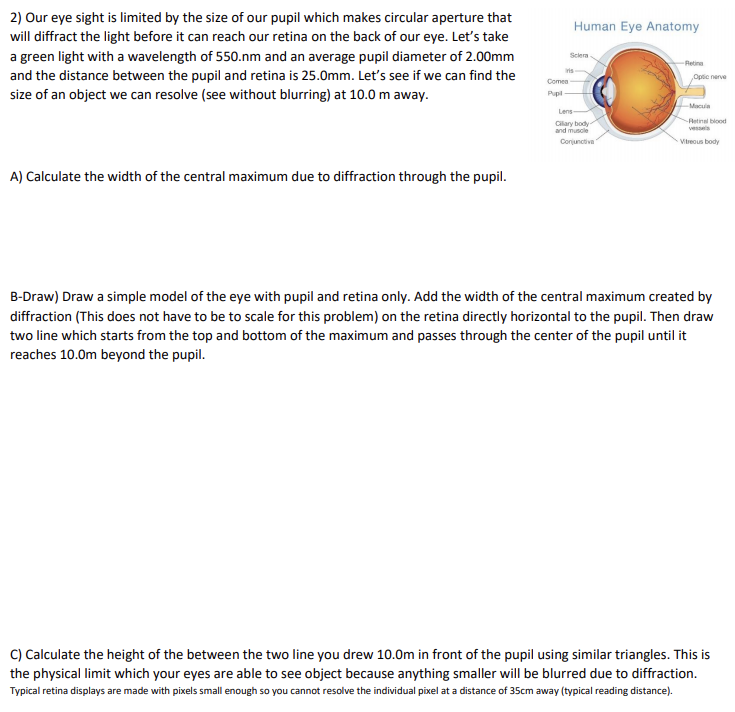 Solved Human Eye Anatomy 2) Our eye sight is limited by the | Chegg.com