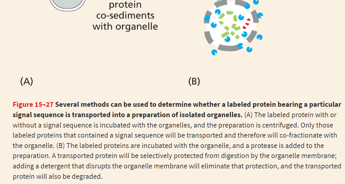 Solved A protein bearing a signal sequence can be introduced | Chegg.com