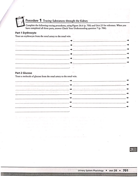 Solved Procedure 1 Tracing Substances through the Kidney | Chegg.com
