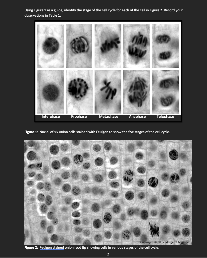 Solved Identifying stages of the cell cycle. The life | Chegg.com
