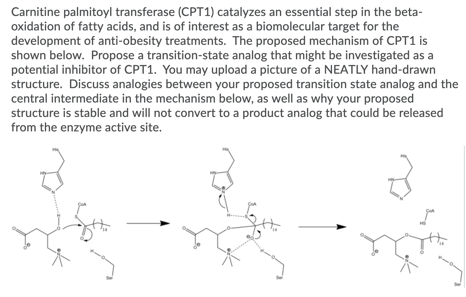 Carnitine palmitoyl transferase (CPT1) catalyzes an | Chegg.com