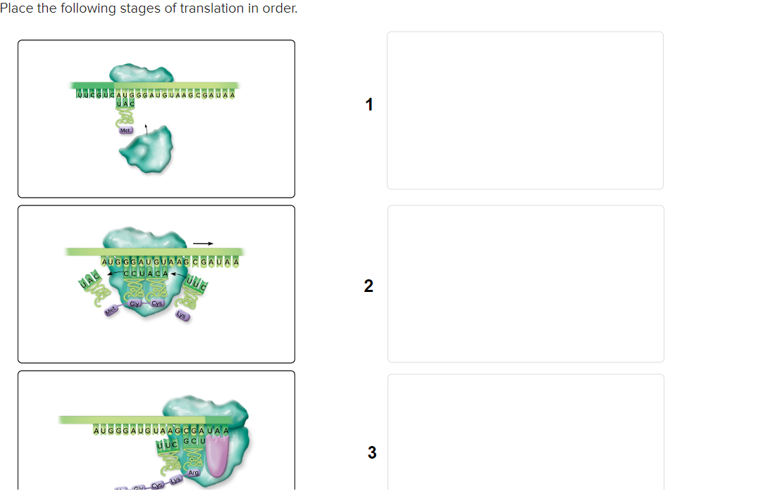 Solved Place the following stages of translation in order. 1 | Chegg.com