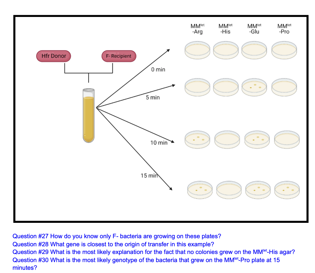 Solved You mix the two bacteria together in a test tube | Chegg.com