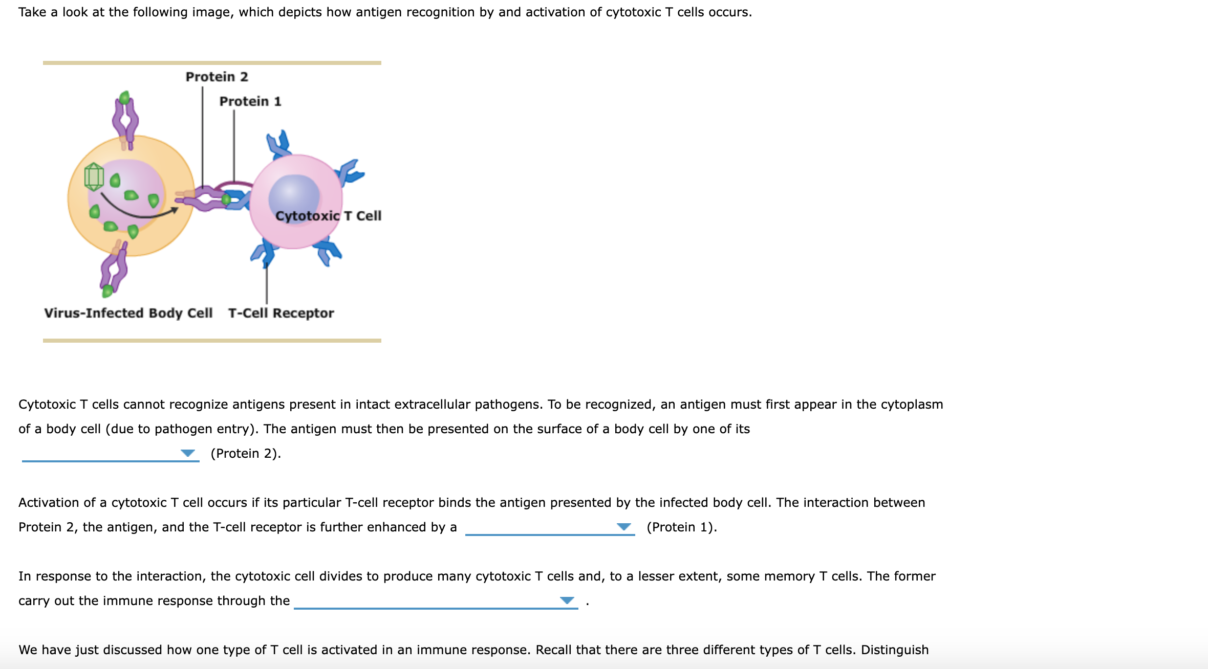 Solved Cytotoxic T cells cannot recognize antigens present | Chegg.com
