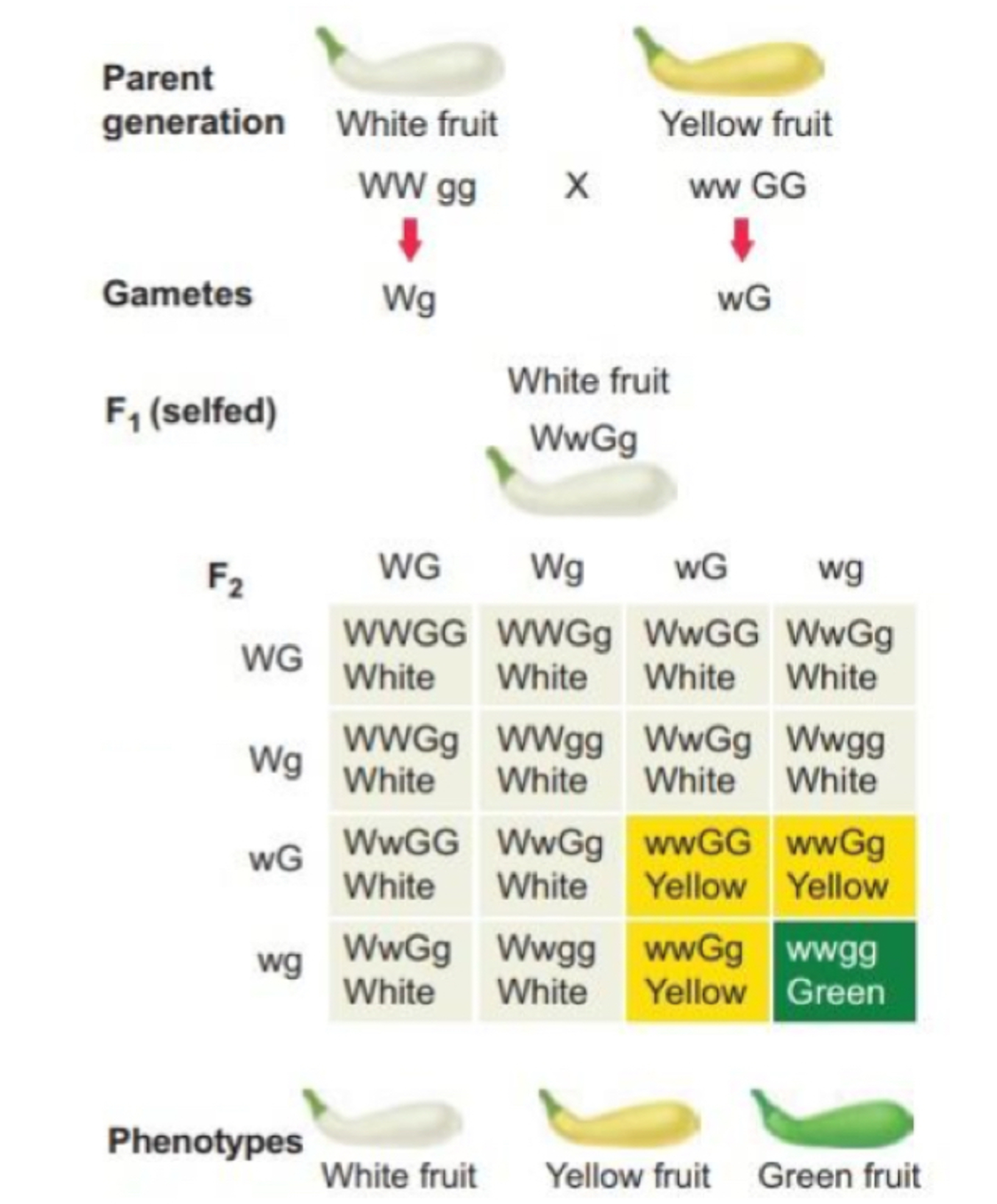Solved Draw the biochemical pathway that gives rise to the | Chegg.com