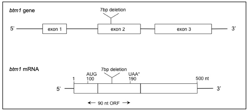 Solved A recessive mutation generated by fast neutron | Chegg.com