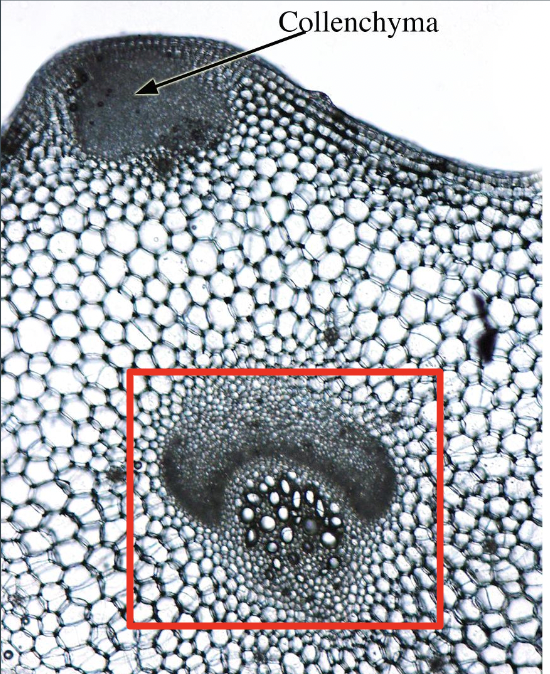 Solved When observing a slice of celery under the | Chegg.com