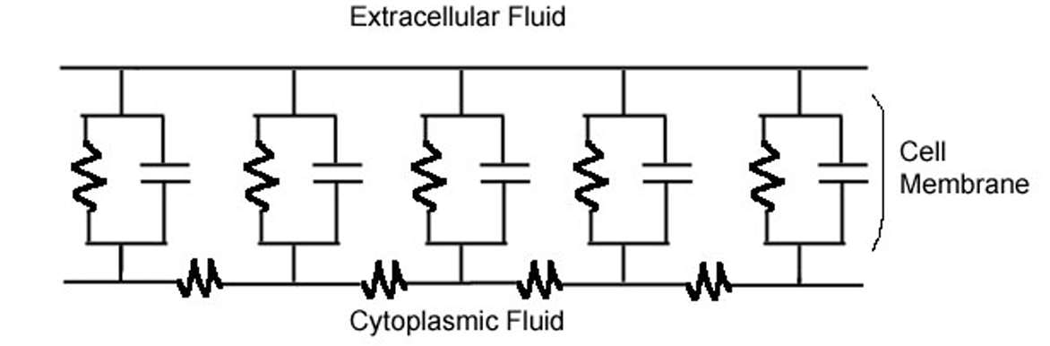 Solved The electrical equivalent circuit can be used to | Chegg.com