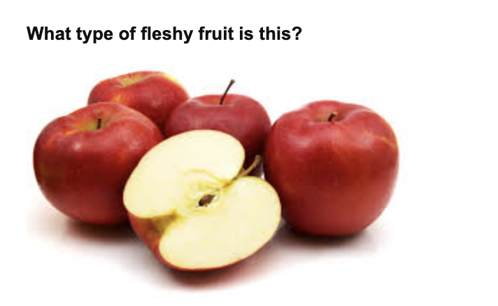 Solved What type of simple fleshy fruit is | Chegg.com