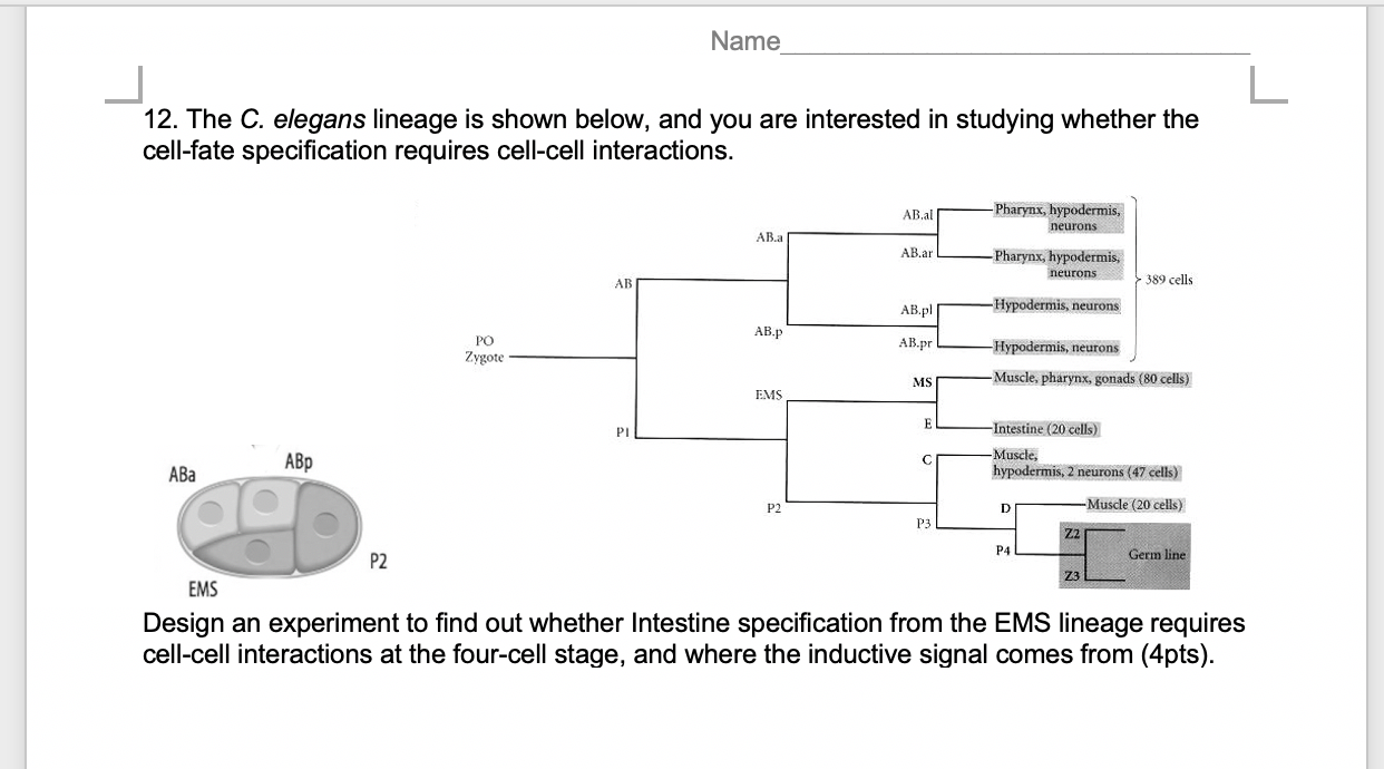 Solved Name L 12. The C. elegans lineage is shown below, and | Chegg.com