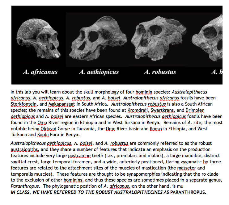 Australopithecus Aethiopicus