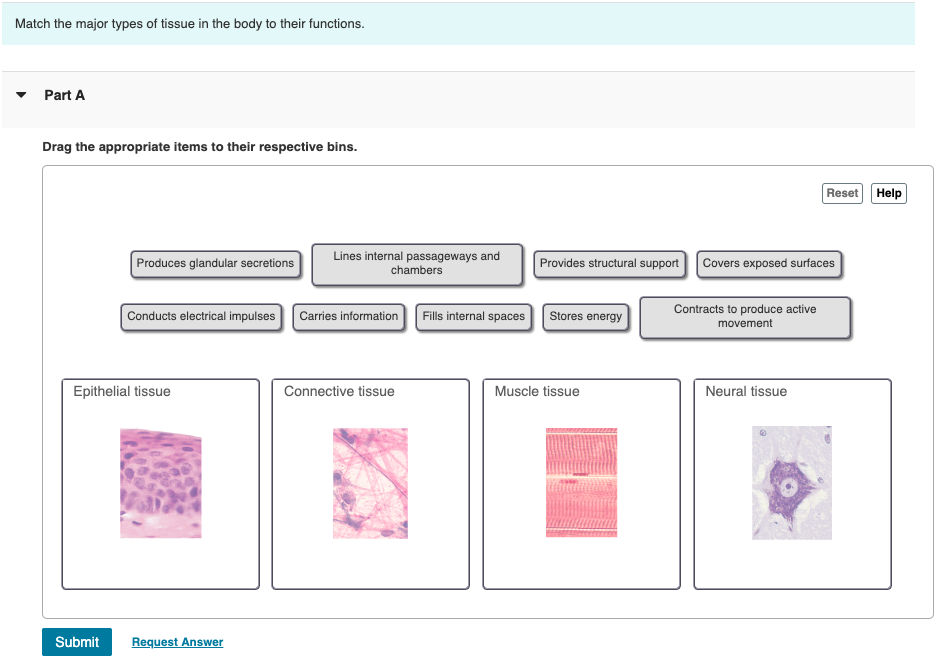 Solved Match the major types of tissue in the body to their | Chegg.com