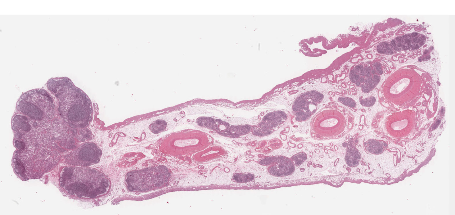 Describe the tissue and morphology of this histology | Chegg.com