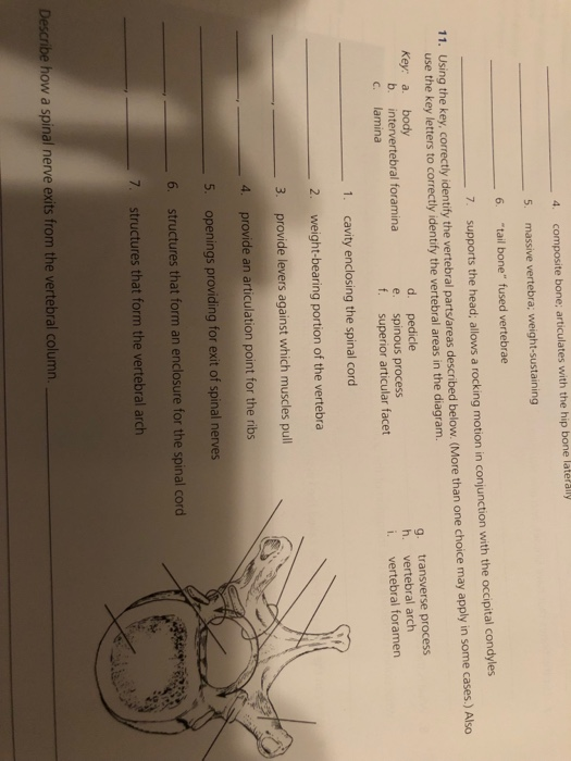 Solved 3. Define suture 4. With one exception, the skull | Chegg.com