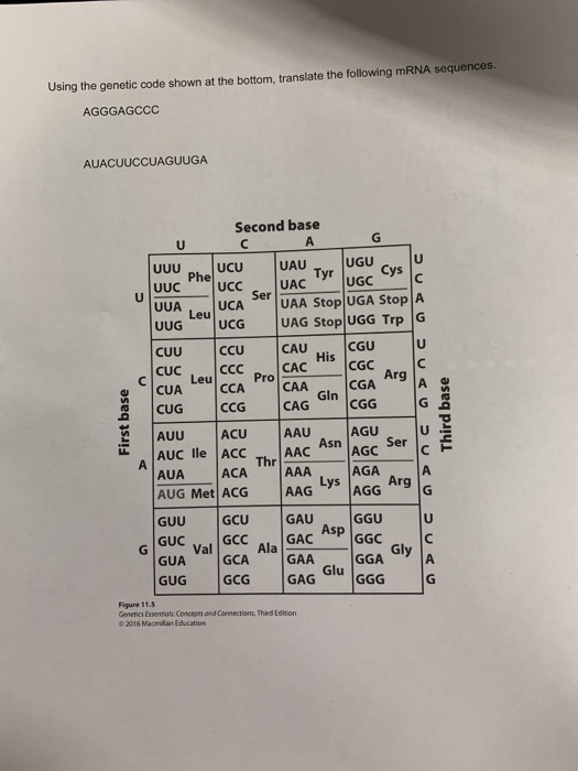 Solved Using the genetic code shown at the bottom, translate | Chegg.com