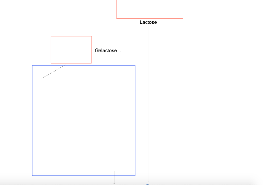Solved Diagram the process of lactose breakdown, Diagram | Chegg.com