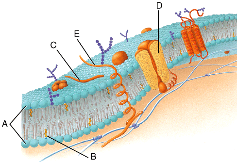 Solved Which of the labeled structures in the image is an | Chegg.com