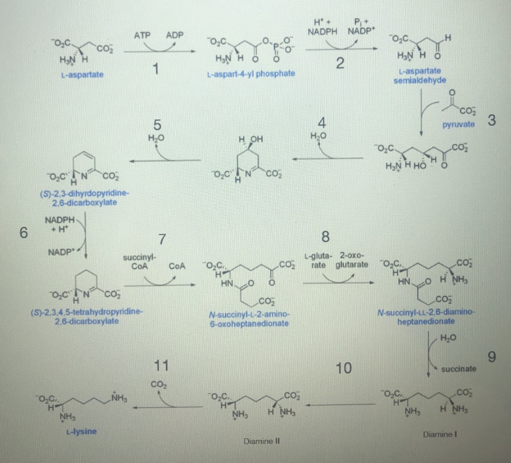 The biosynthesis of the amino acid lysine from | Chegg.com