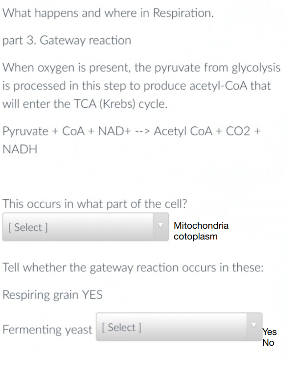 Solved What happens and where in Respiration. part 3. | Chegg.com