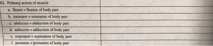 Solved Questions 61-64: The vast majority of skeletal | Chegg.com Solved Questions 61-64: The vast majority of skeletal | Chegg.com