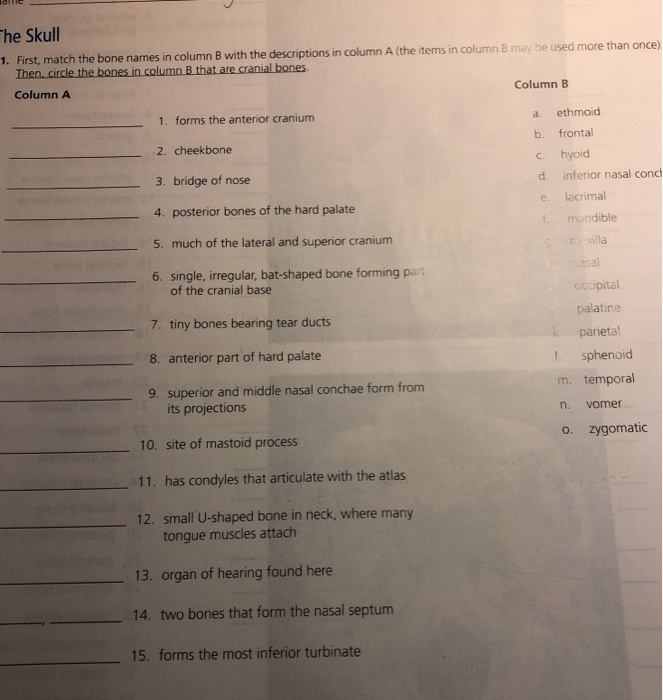 Solved he Skull 1. First, match the bone names in column B | Chegg.com