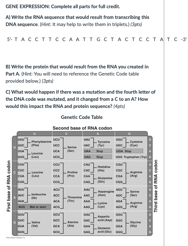 Solved GENE EXPRESSION: Complete all parts for full credit. | Chegg.com