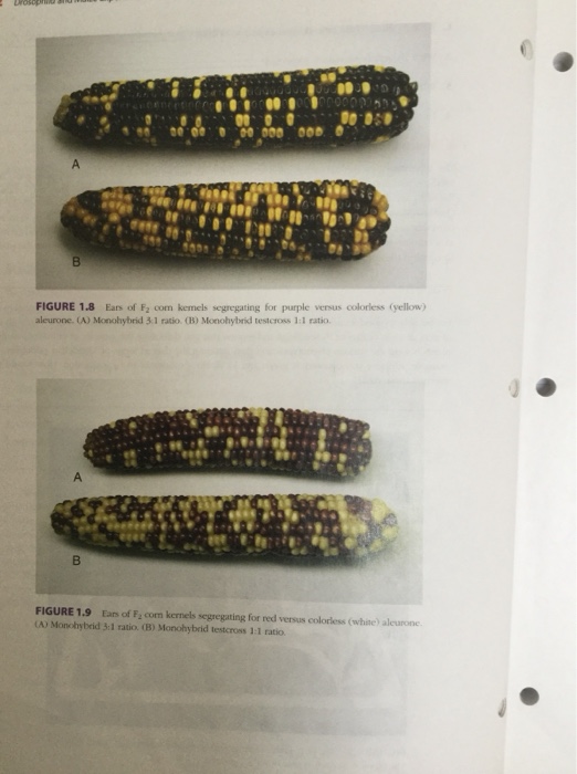 Solved B. Maize Crosses The inheritance of the extensive | Chegg.com
