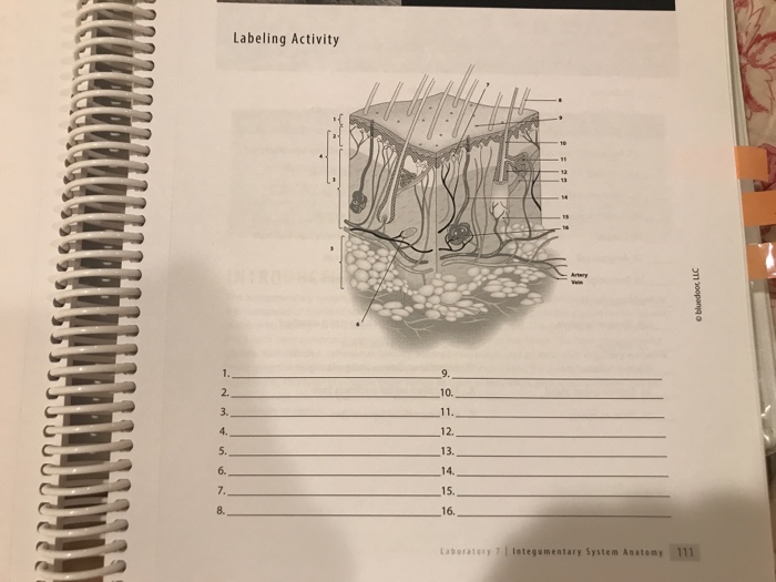 Solved BIOL 2101 - Lab 7: Integumentary System Anatomy | Chegg.com