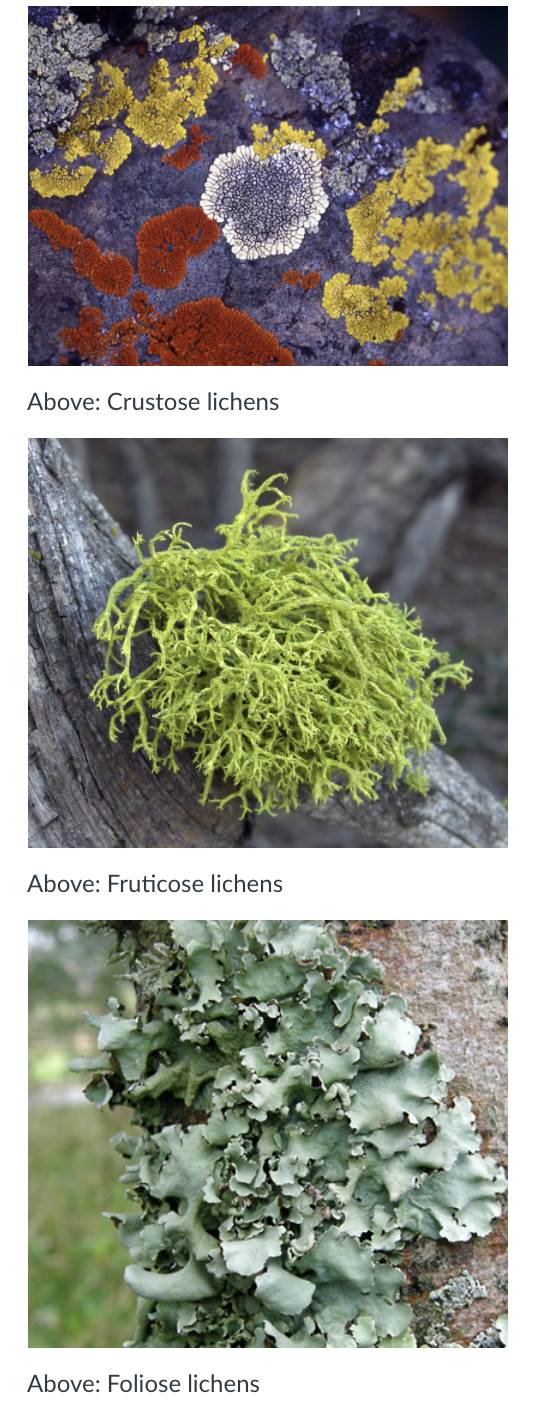 Solved Examine the representative lichens on display. Note | Chegg.com