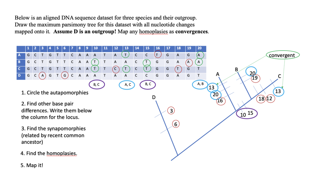 Solved Assume M is the outgroup. Draw a phylogeny for these | Chegg.com