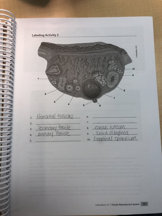 Solved Labeling Activity 2 | Chegg.com