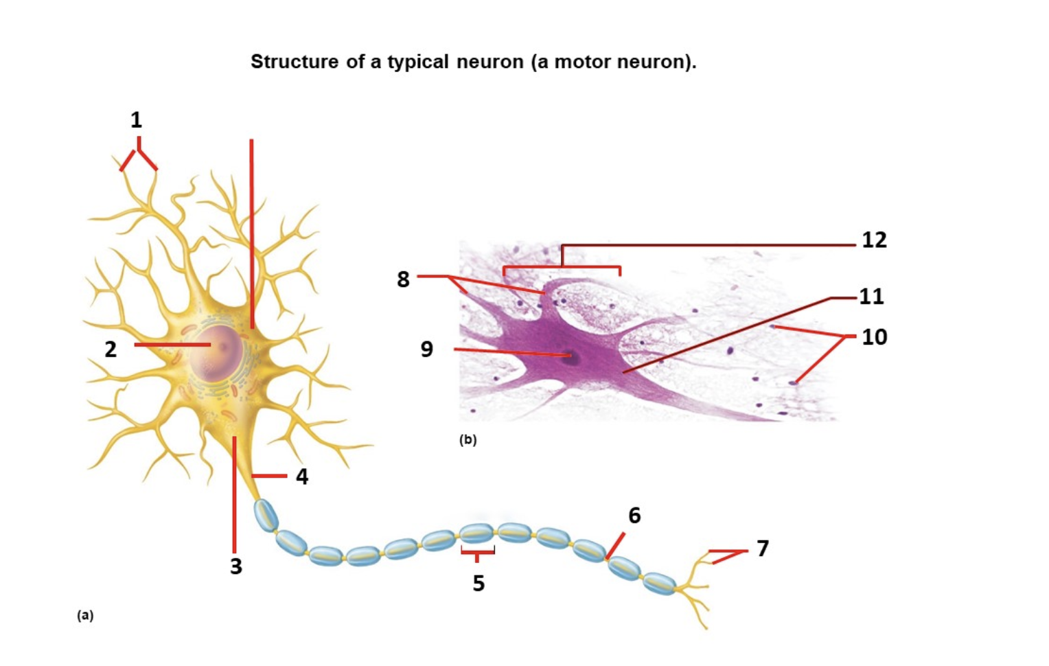 Solved Structure of a typical neuron (a motor neuron). 1 12 | Chegg.com