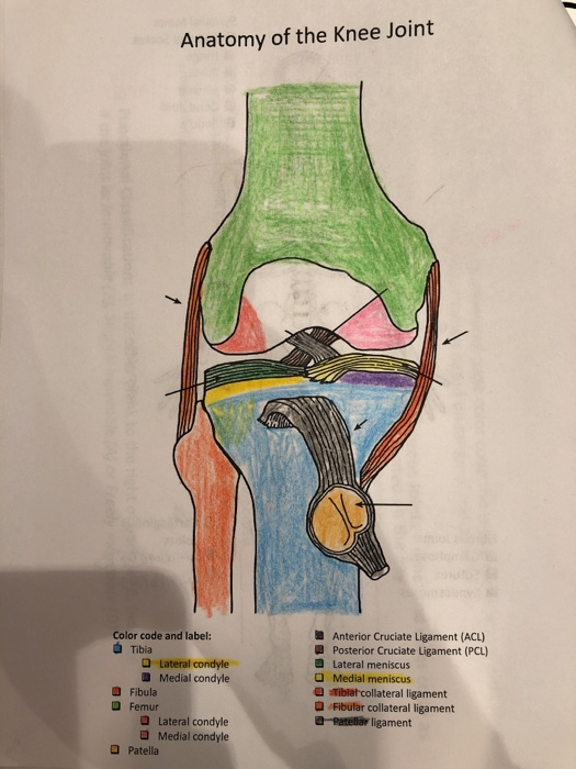 Solved Synovial Joints O Ball and Socket Hinge Pivot | Chegg.com