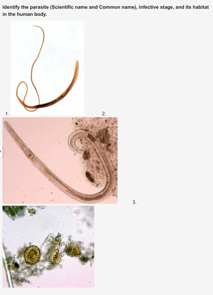 Instructions Identify the parasite (Scientific name | Chegg.com