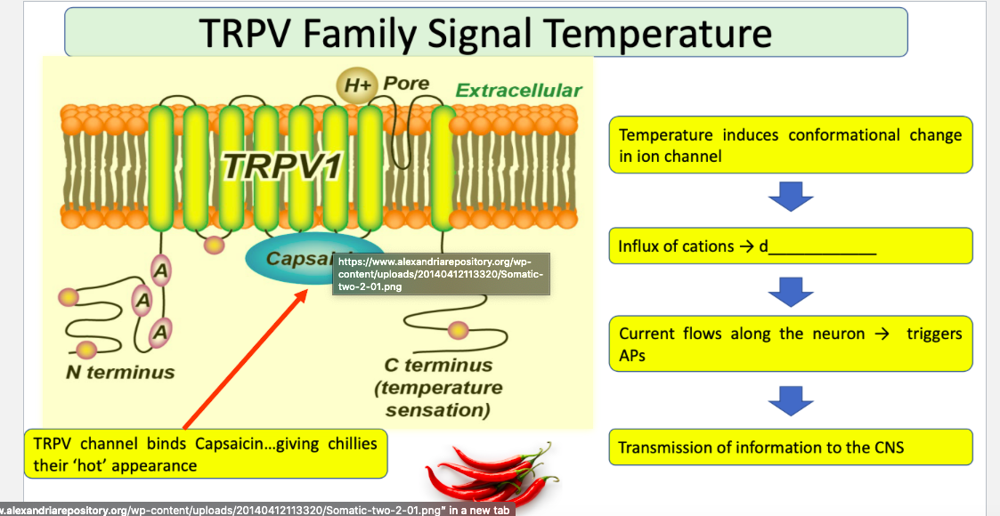 Solved TRPV Family Signal Temperature Temperature induces | Chegg.com