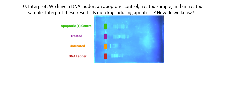 Solved 10. Interpret: We have a DNA ladder, an apoptotic | Chegg.com