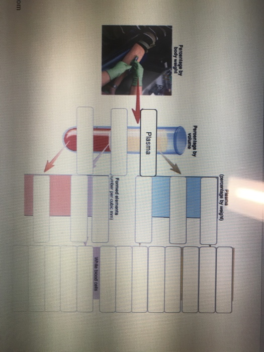 Solved Peroentage by Plasma Formed elements om Label the | Chegg.com