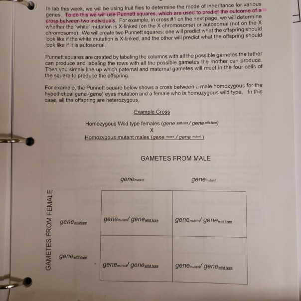 Solved 1. Inheritance patterns of dominant and recessive | Chegg.com
