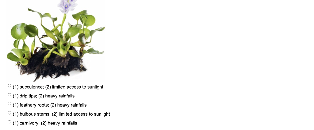Solved QUESTION 8 5 points Save Answer The plant shown in | Chegg.com