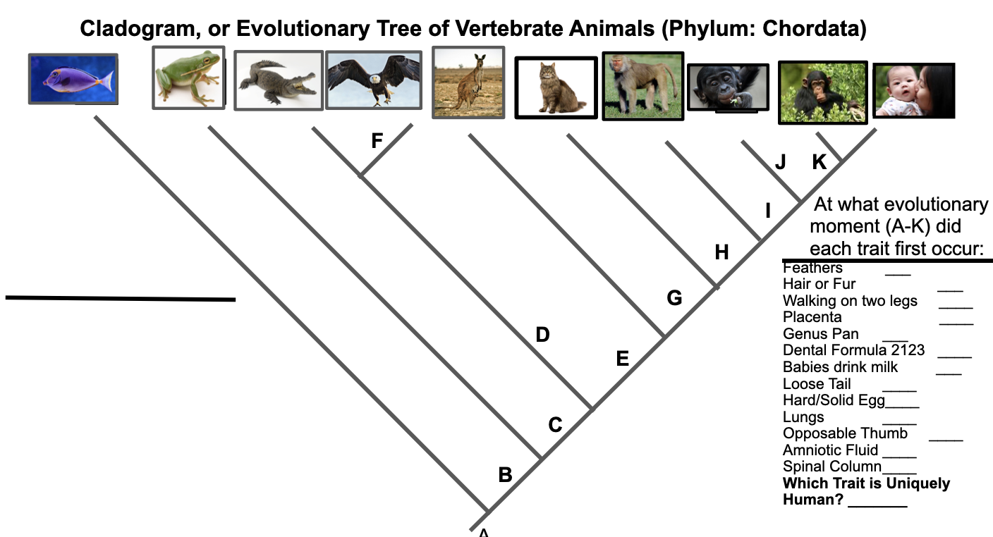 Solved Cladogram, or Evolutionary Tree of Vertebrate Animals | Chegg.com