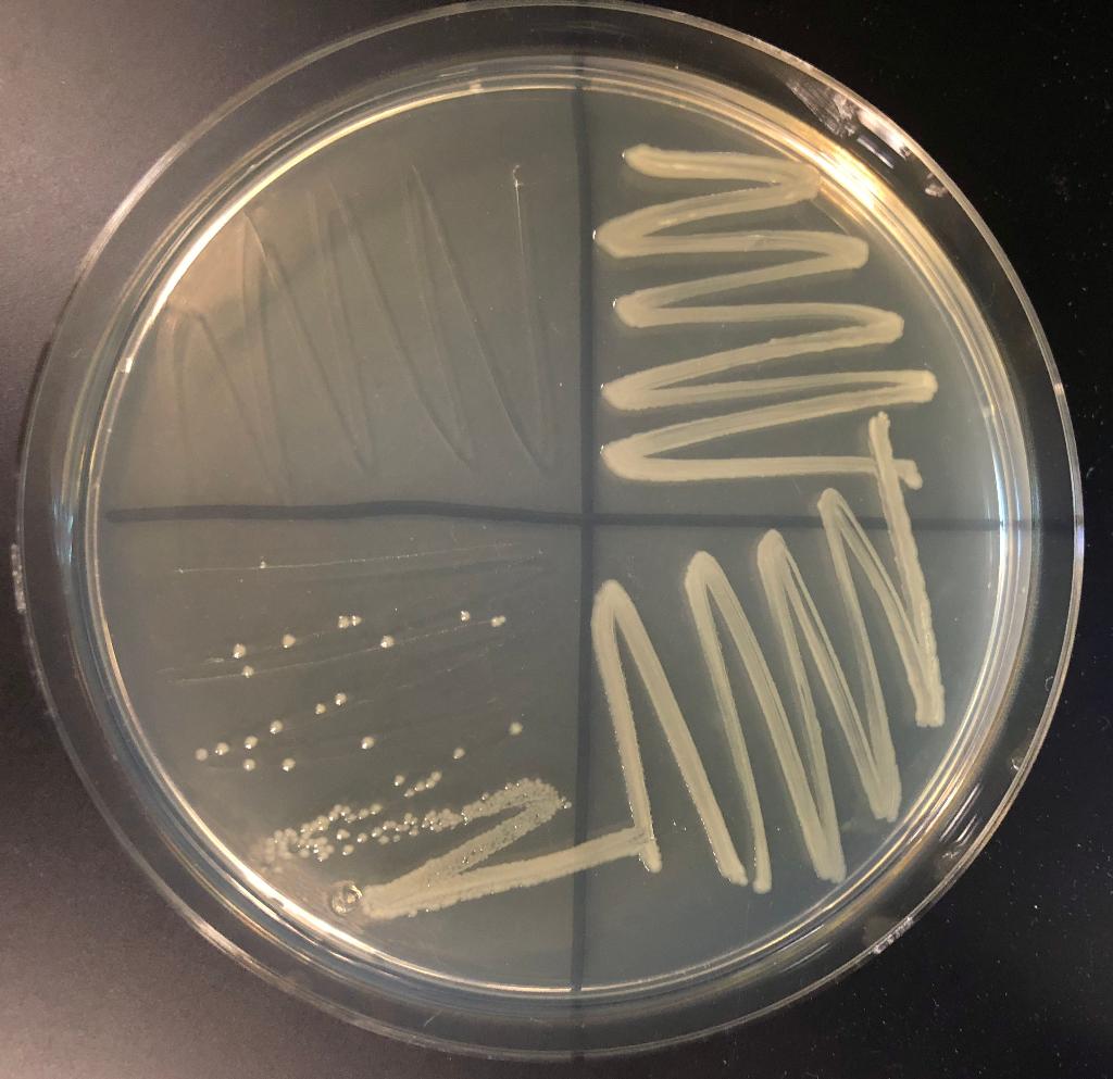 Solved How do you know if you have successfully isolate | Chegg.com