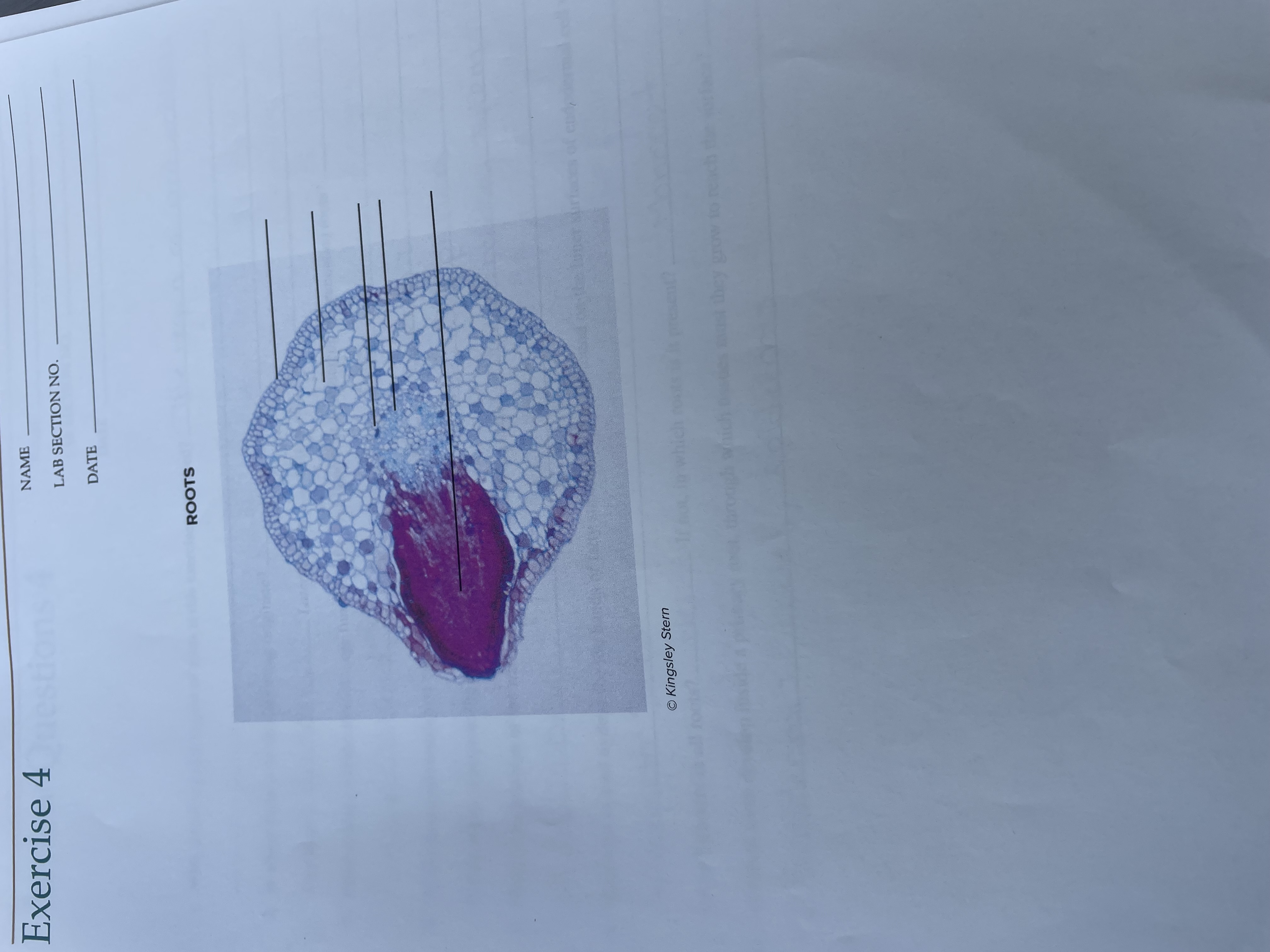 Solved Exercise 4namelab Section Nodaterootsⓞ ﻿kingsley 