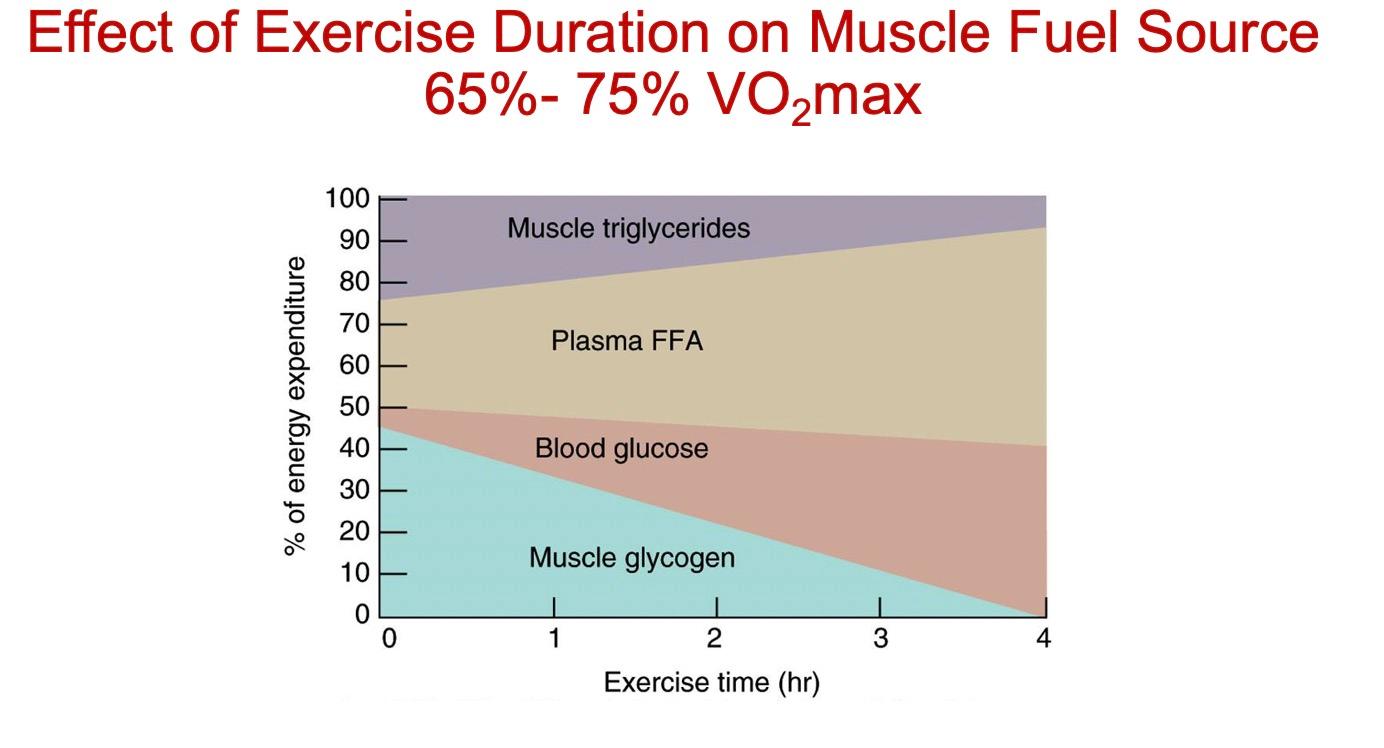 Can you explain the use in fuel between the muscle | Chegg.com
