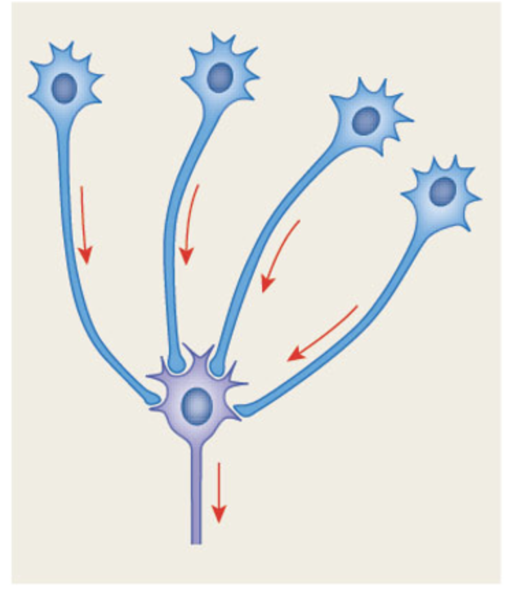 Solved 1. Which of the following types of neural circuits | Chegg.com